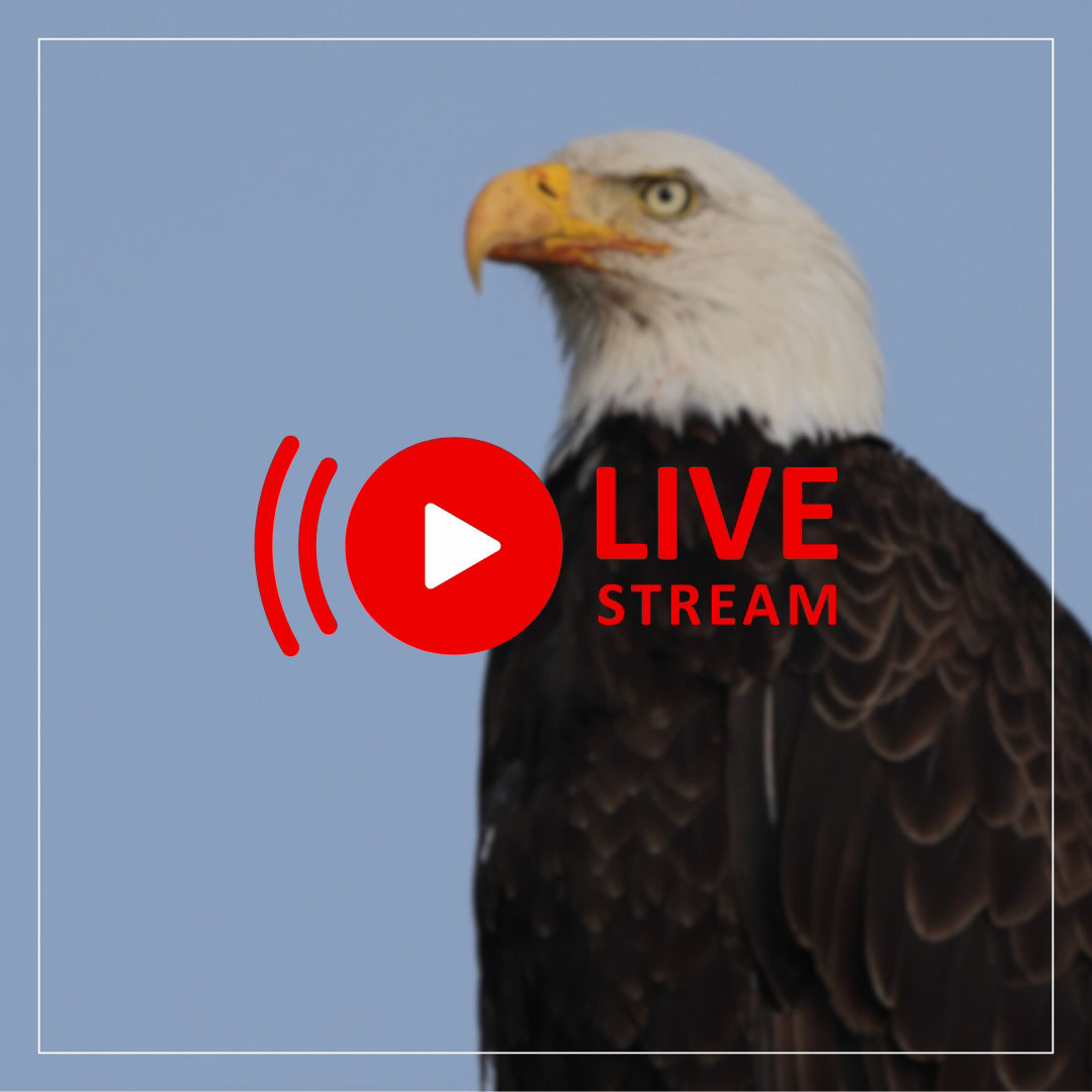 Wildlife Cams | Game Commission | Commonwealth of Pennsylvania